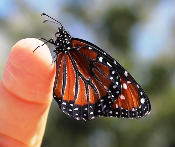 Monarch Butterfly On Finger Monarch Butterfly Numbers Down For Second
